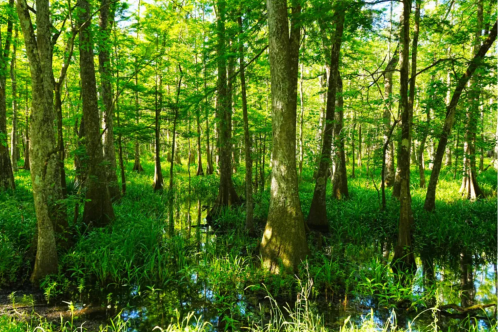 The Largest Bald Cypress Tree In The Country Is In Louisiana