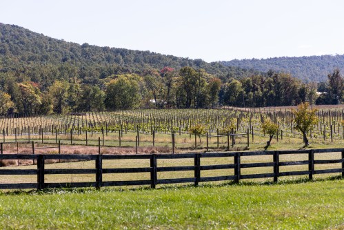 5 Virginia Wine Tastings For $20 or Less