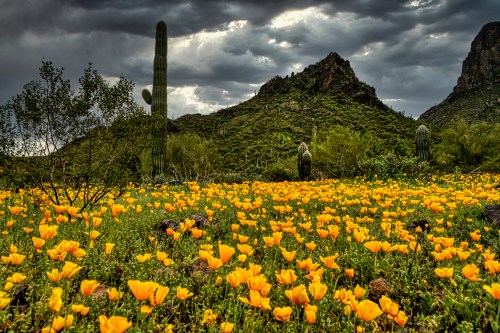 Picacho Peak State Park: Just as Good as Arizona National Parks