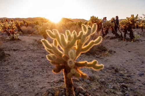 The Dreamy Cholla Cactus Garden Trail in Southern California is ...