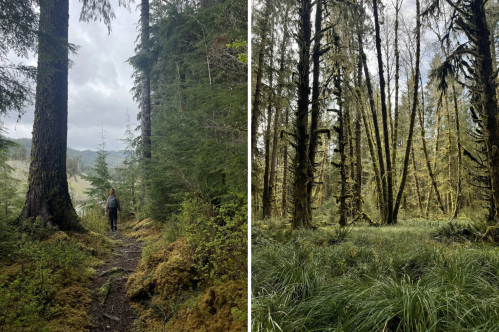 Queets River Valley: A Peaceful Corner in Washington's Olympic National ...