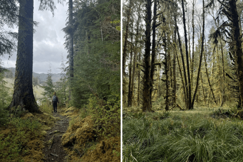 Queets River Valley: A Peaceful Corner in Washington's Olympic National ...