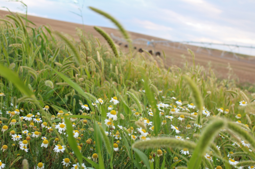 Things To Do In Oakley, Idaho: A Quaint, Historic, Small Town Gem