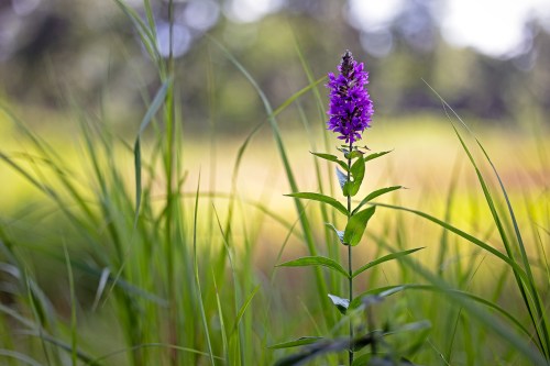 Hike Stunning Sand Dunes and Wetlands in Indiana Dunes National Park
