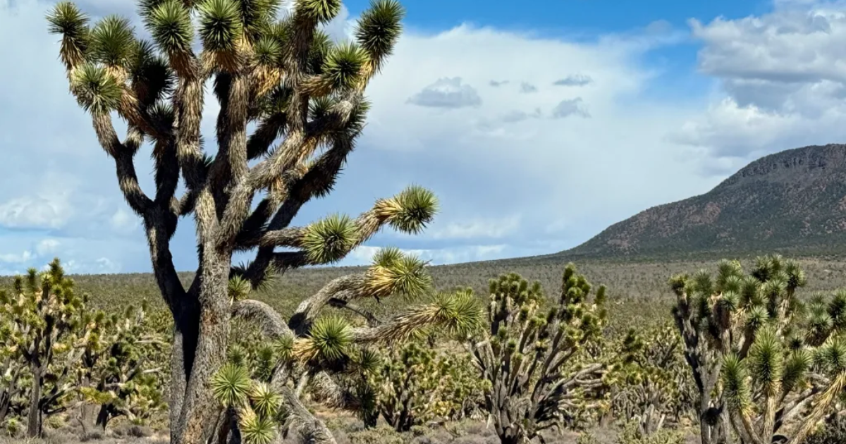 Visit This Little Known Joshua Tree Forest in Arizona for Free
