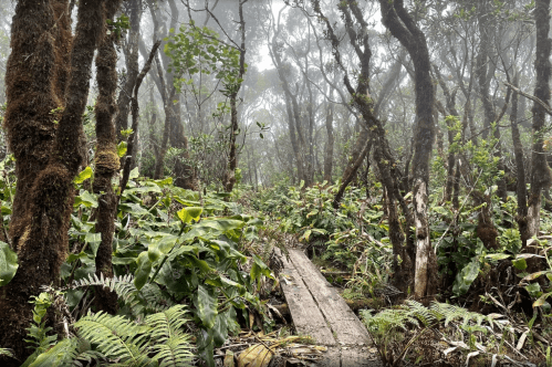 Things To Do In Hanapepe, HI: The Real-Life Lilo And Stitch Town