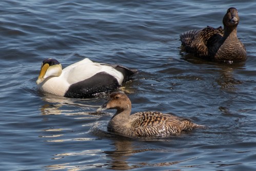 Odiorne Point State Park in New Hampshire: A Little-Known Oasis for Birding