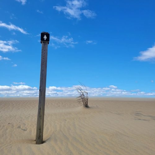 Hike and Swim the Tracks in the Sand Trail at Jockey’s Ridge State Park