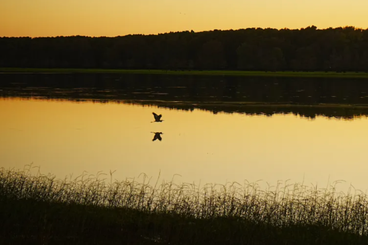 Lake Chicot State Park: A Little-Known Paradise for Birding in Arkansas