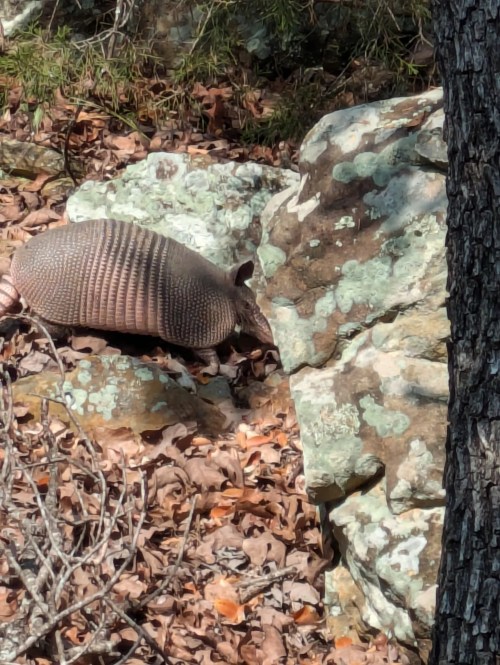 Buzzard's Roost Trail: Strangest Hiking Trail Name in Oklahoma