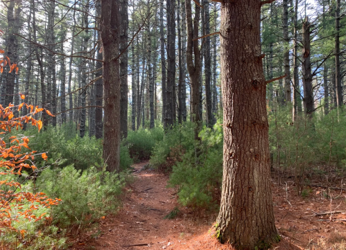 We Did the Research, Dead Shed Is Officially the Most Odd Hiking Trail ...