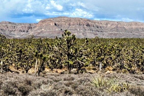 Visit This Little Known Joshua Tree Forest in Arizona for Free