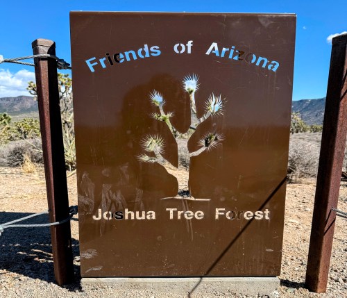 Visit This Little Known Joshua Tree Forest in Arizona for Free