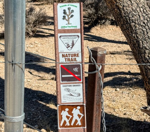 Visit This Little Known Joshua Tree Forest in Arizona for Free