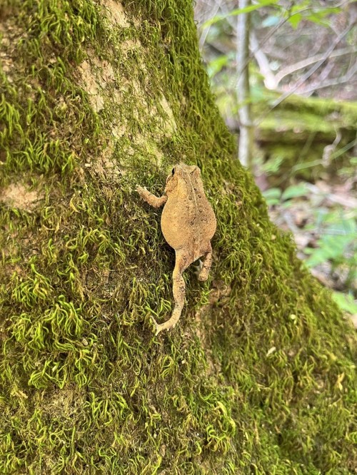 Scarce O'Fat Trail: Officially the Strangest Hiking Trail Name in Indiana