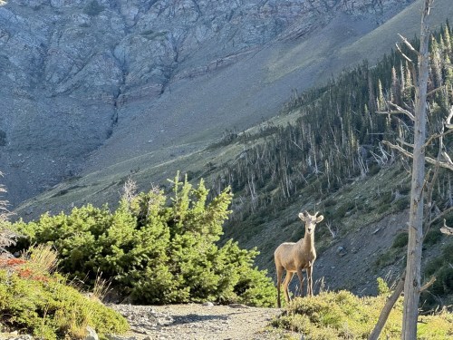 Scenic Point Trail: The Most Boring Hiking Trail Name in Montana