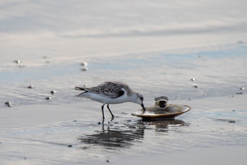 This Beach Is Ideal for Beachcombing in Massachusetts