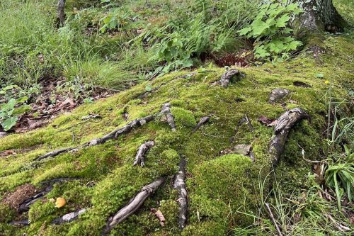 Discover Geocaching Fun at This Wisconsin Park