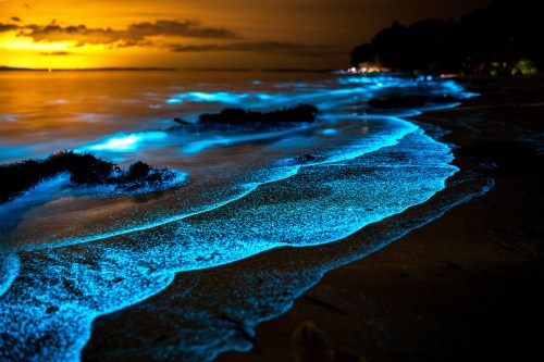 Paddle Through Mesmerizing Glow-In-The-Dark Algae at This Coastal Bay ...