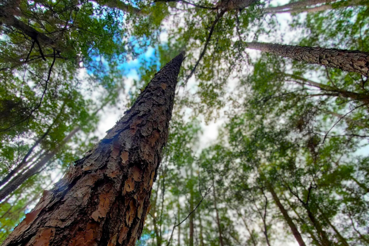 Discover the Surprise of Yellow River Ravines Trail: Florida’s Hidden ...