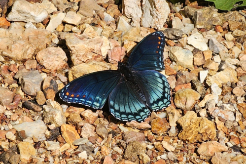 Dig For Quartz At The Unique Haunted Ridge Rocks In Missouri