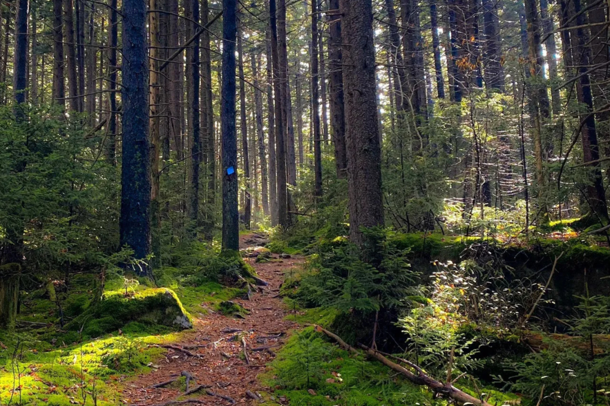 Go Foraging in West Virginia in Monongahela National Forest