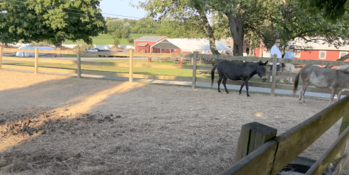 In Rural Pennsylvania, Klein Farms Offers Ice Cream So Fresh You Can ...