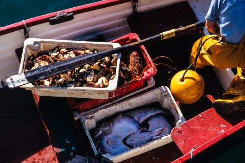 Cape Cod vs. Cornwall: Beaches, Sailing, and Seafood