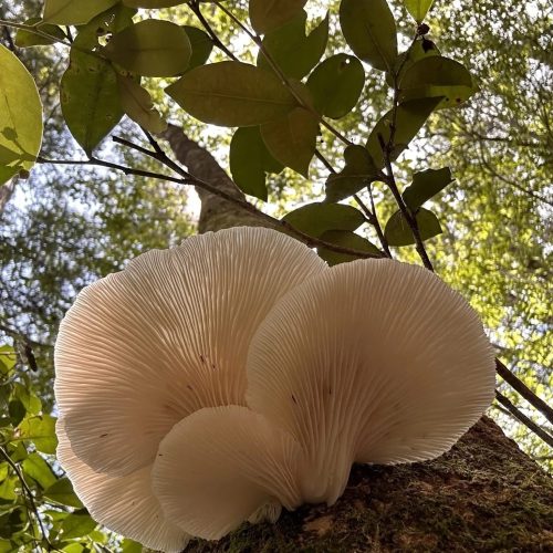 Discover the Surprise of Yellow River Ravines Trail: Florida’s Hidden ...