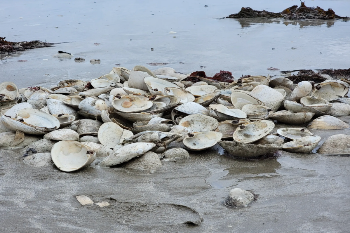 Ogunquit Beach: Top Spot for Beachcombing in Maine