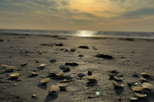 Collect Seashells on Sea Rim State Park Trail in Texas