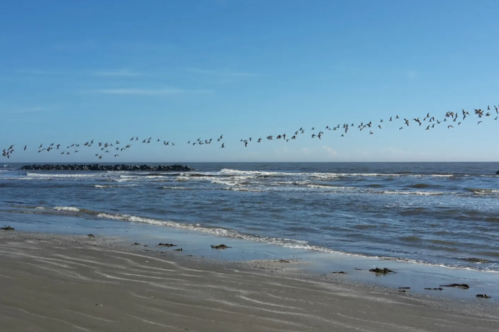 Barataria Preserve in Louisiana Is A Gem of a Destination