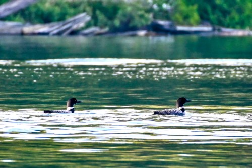 Here Are 9 of the Clearest Lakes in Minnesota