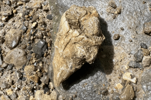 Ohio State Parks Camping: The 5 Best Campgrounds