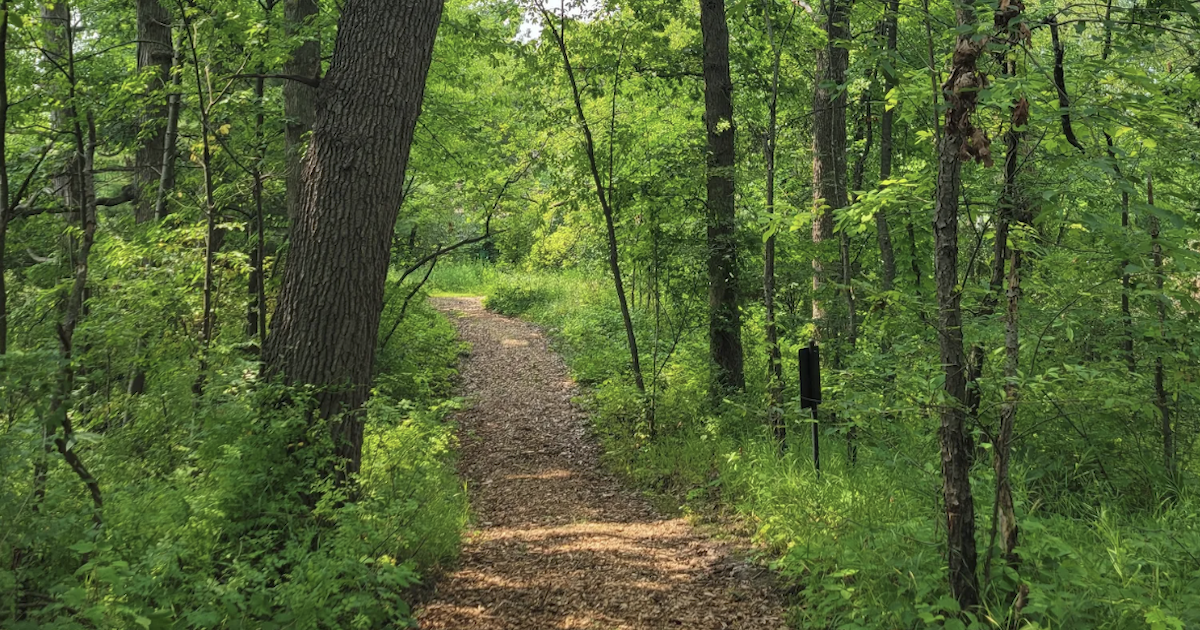 The Biggest Surprise on This Michigan Hiking Trail (What to Know)