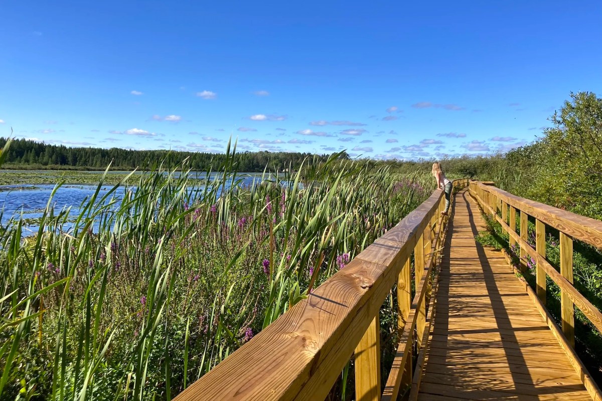 Hidden Gems in Minnesota: Mickey Elverum Bog Walk in Orr, MN
