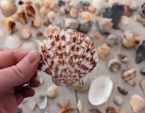 This Beach Is Ideal for Beachcombing in South Carolina