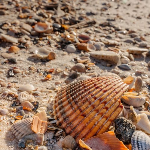 Gulf State Park: Backcountry Trails and Shelling in Alabama