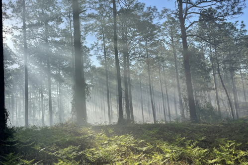 Cajun Catfish Buffet Has One Of The Best Buffets In Louisiana