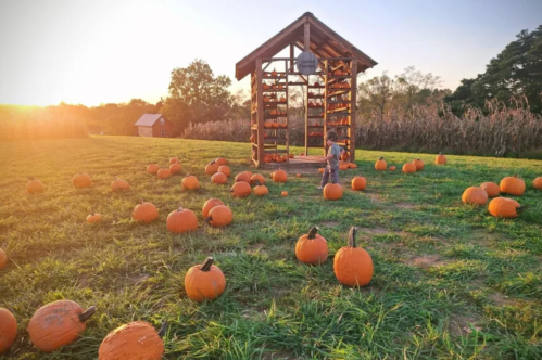 The Tulips at Ruby Branch Farms in Kentucky are Stunning