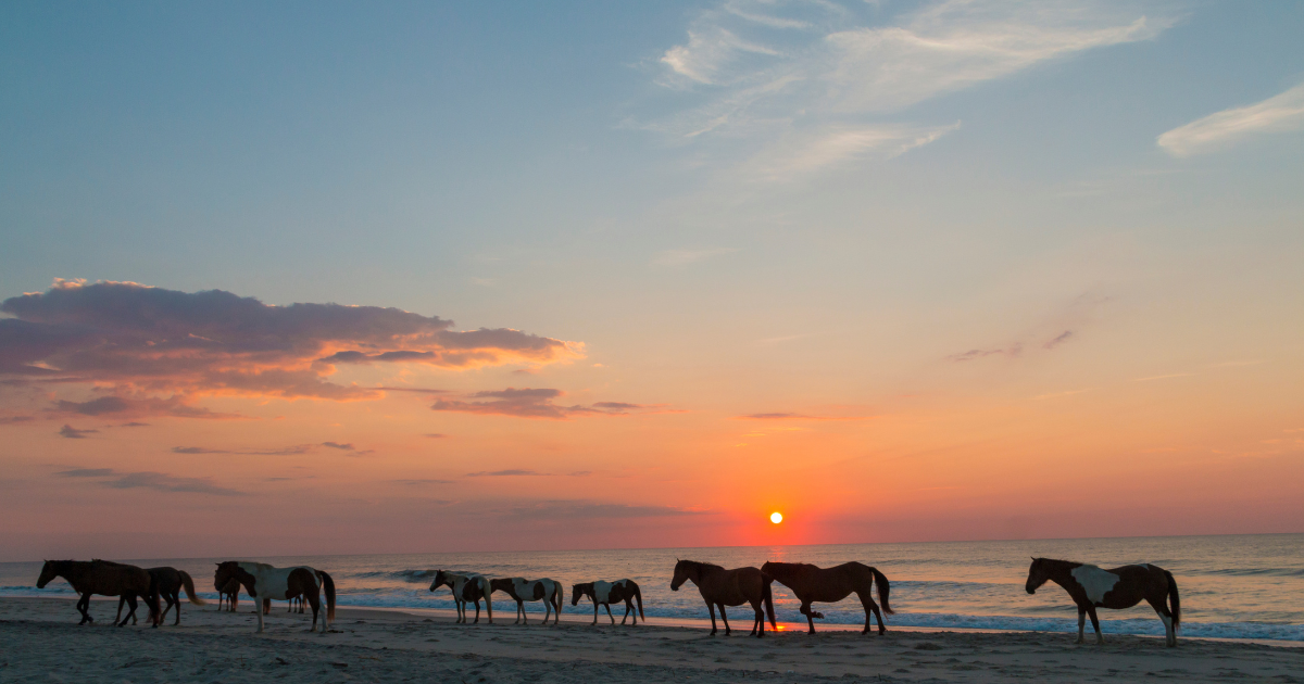 America’s National Seashores: 10 Stunning Shorelines Perfect for an ...