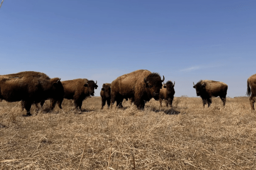 Dig This: Fossil Finds Await in Kansas!