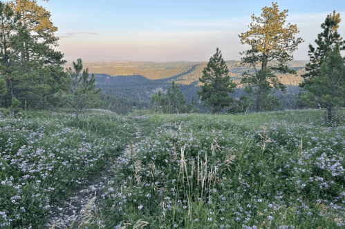 Buzzard’s Roost Is a Scenic Hike Through the Black Hills National Forest