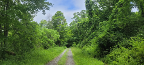 6 Underrated State Forest Hikes in New York