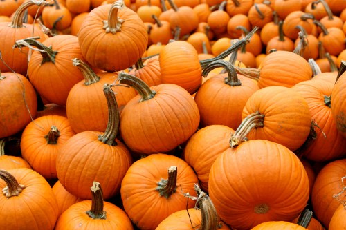 Top Fall Festivals in Utah 2025: Oktoberfest, Apple Festival, and More