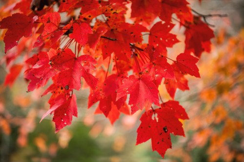 The 7 Best Fall Festivals in Missouri for 2025