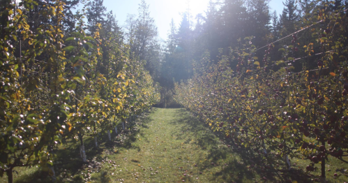 5 Best Cider Mills in Washington State To Visit This Fall