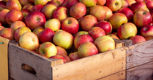 Top Fall Festivals in Utah 2025: Oktoberfest, Apple Festival, and More