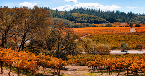 Best Places To See Fall Foliage in Northern California 2025