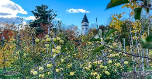 The Six Best Pumpkin Patches in New Hampshire